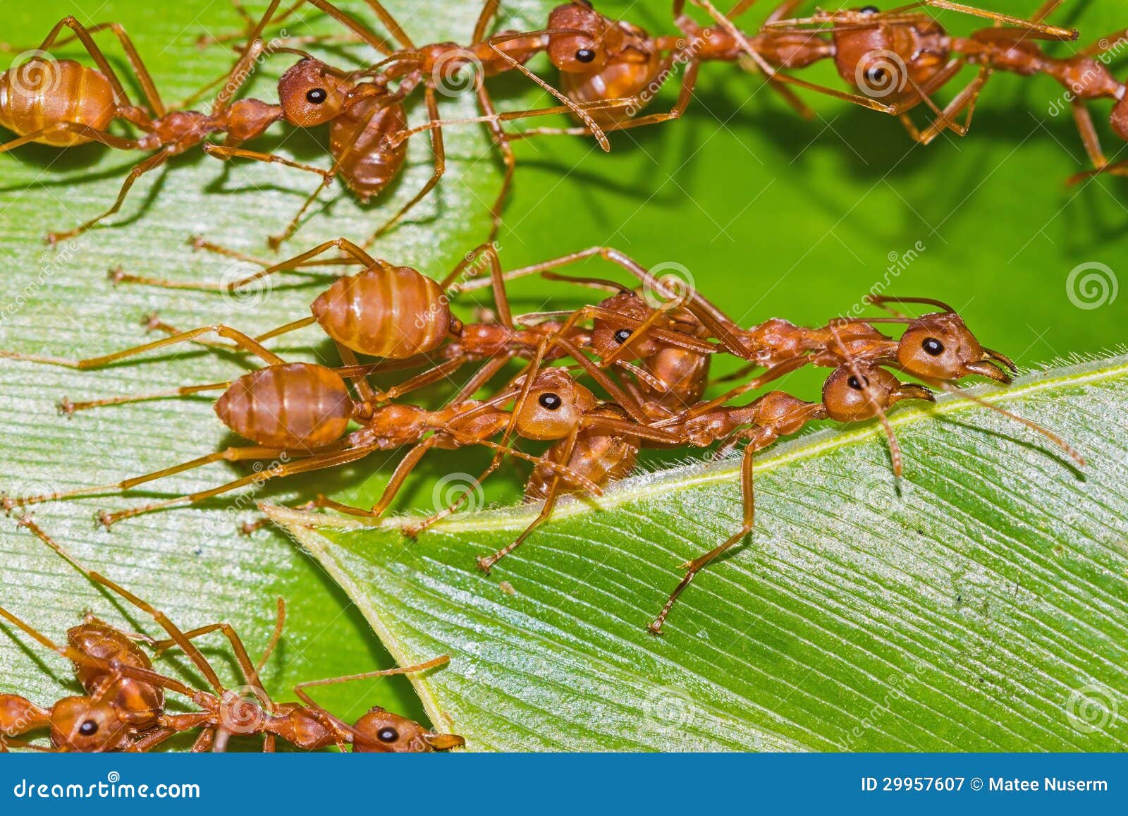 Red ants team work stock image. Image of leaf, jaws, macro - 29957607