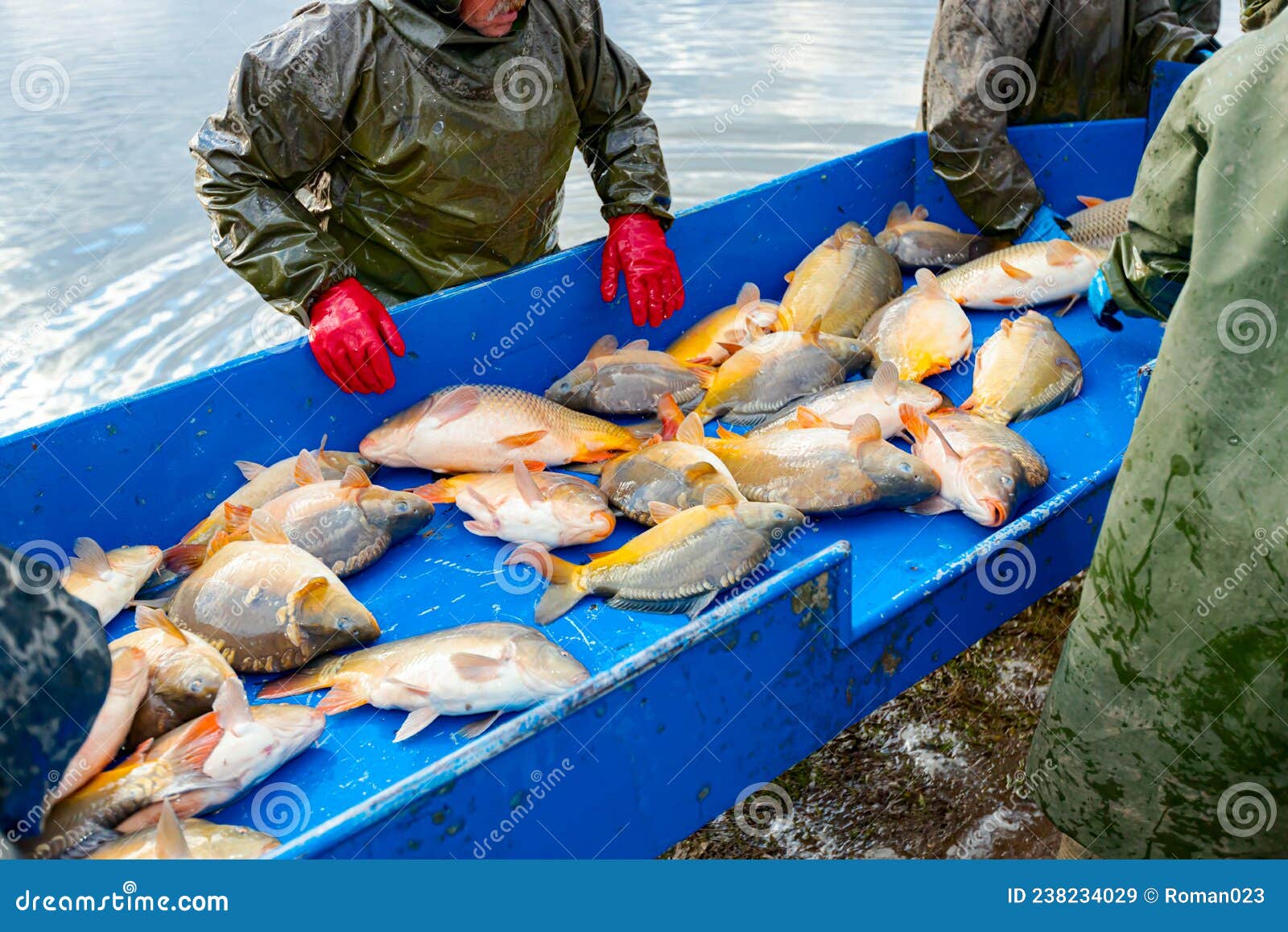 Fishermen in Waterproof Overalls Sorting Fish from Fishpond, Harvest at ...