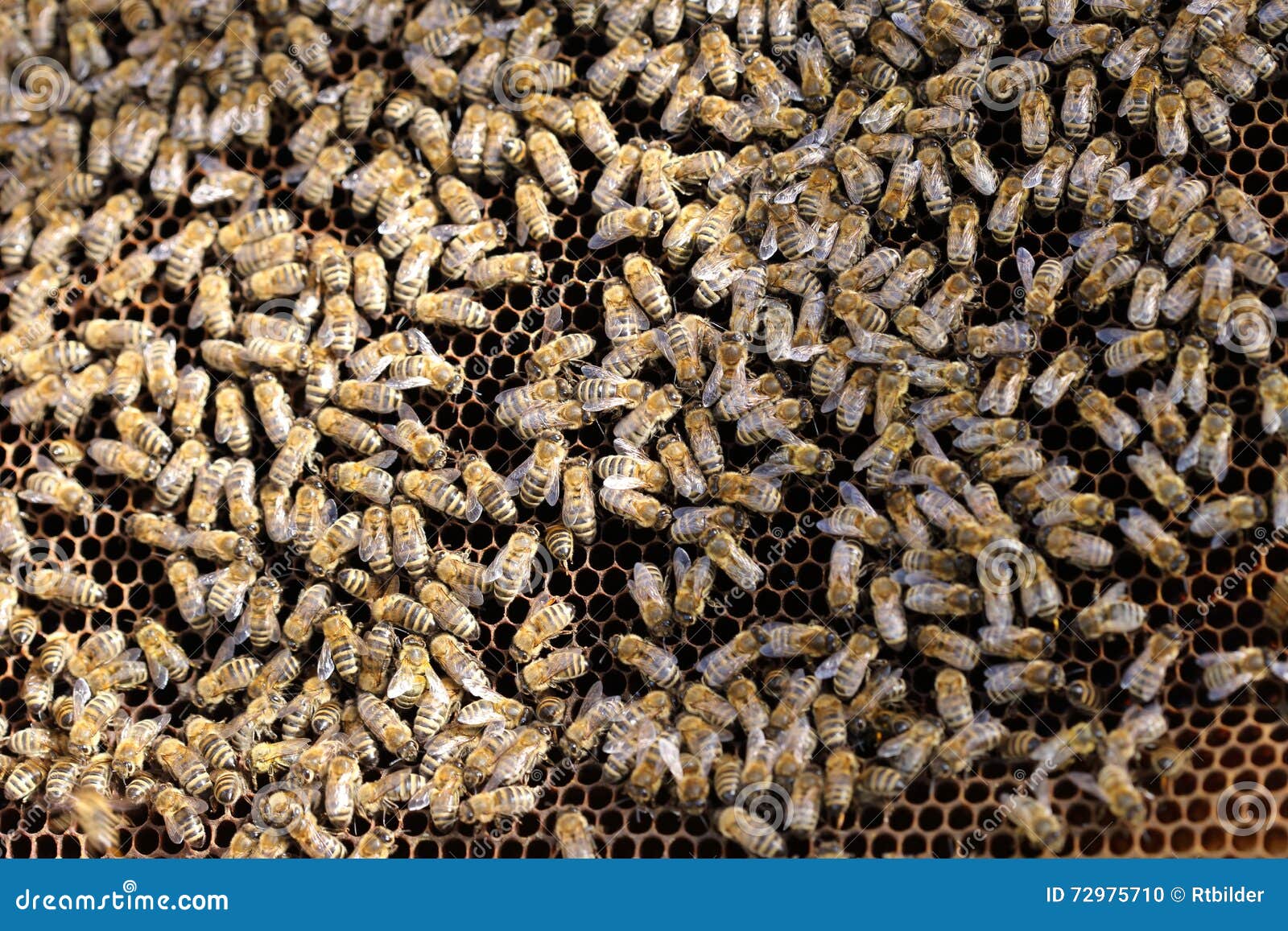 Team -working honey bees stock photo. Image of environment - 72975710