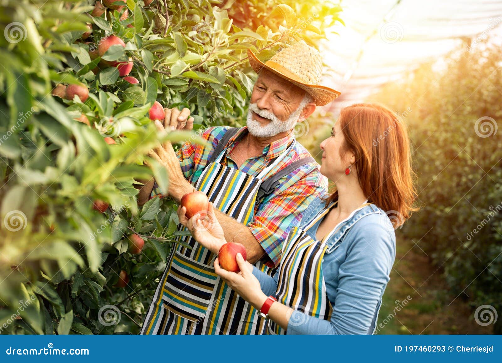 Team Working on Organic Fruit Plantation Stock Image - Image of healthy ...