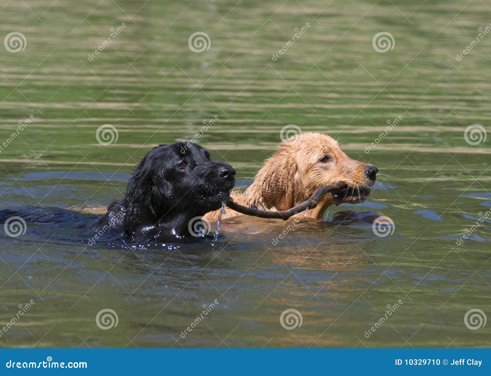 Teamwork stock photo. Image of coat, lake, friends, golden - 10329710