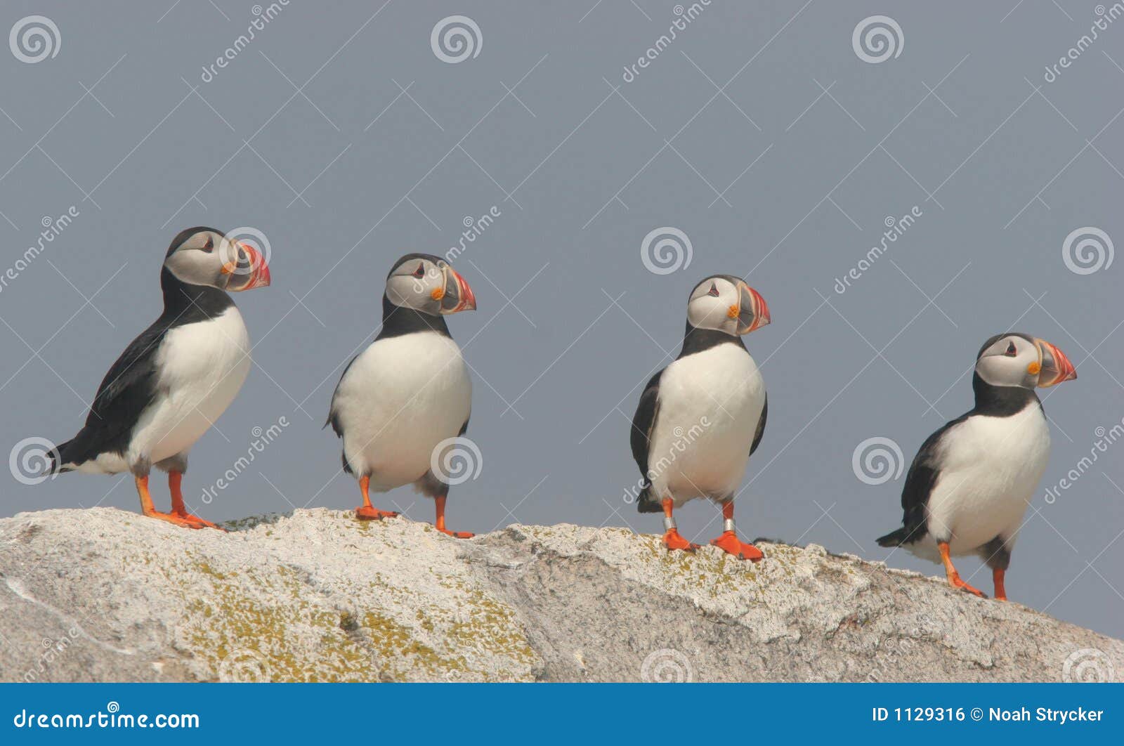 Teamwork stock photo. Image of beak, migrating, curious - 1129316