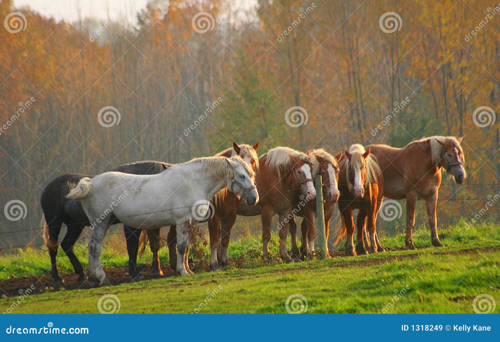 Teamwork stock image. Image of group, animal, season, agriculture - 1318249