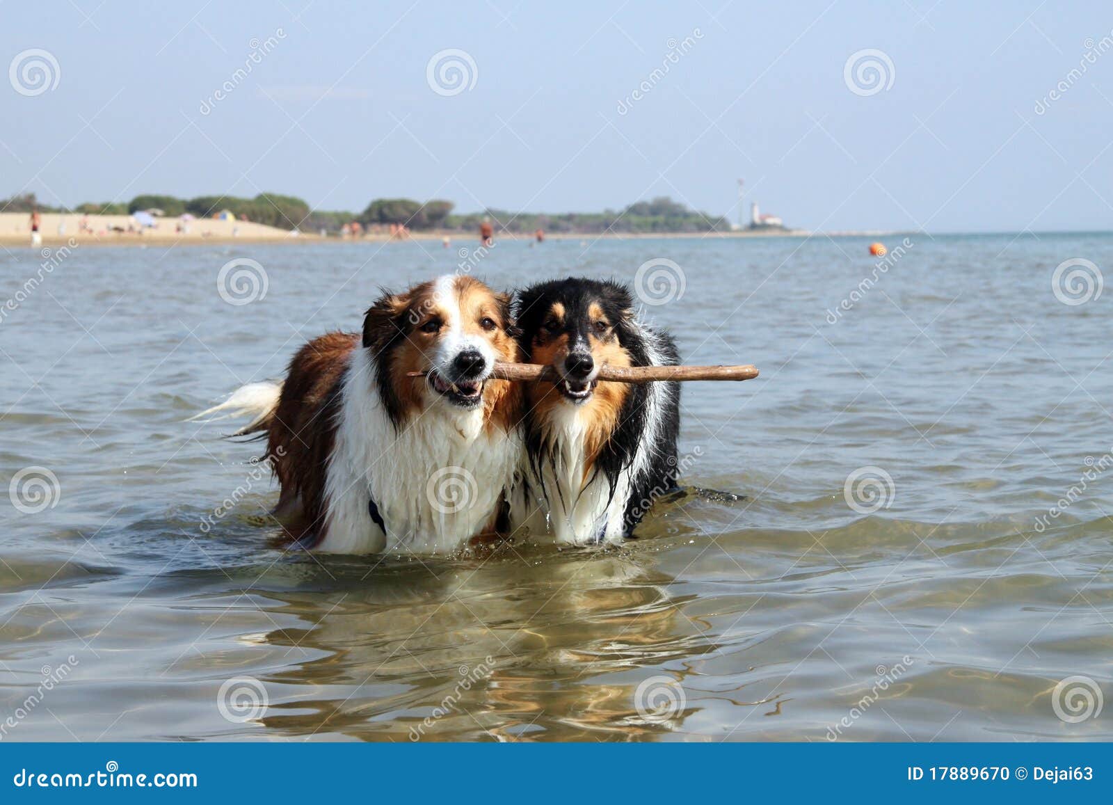 Teamwork stock photo. Image of stick, cooperation, doggies - 17889670