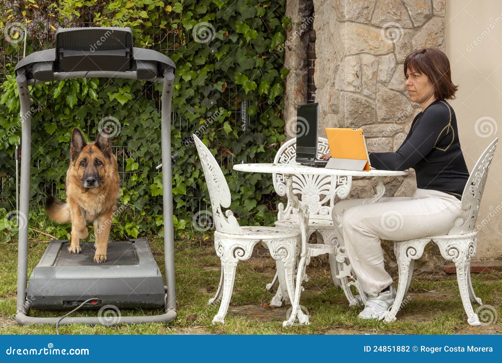 Teamwork stock photo. Image of canine, professional, caucasian - 24851882