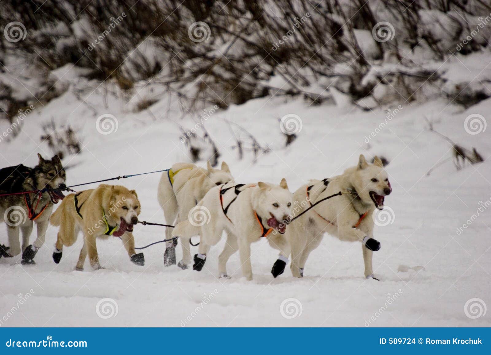 Teamwork stock photo. Image of emotion, work, sled, cold - 509724