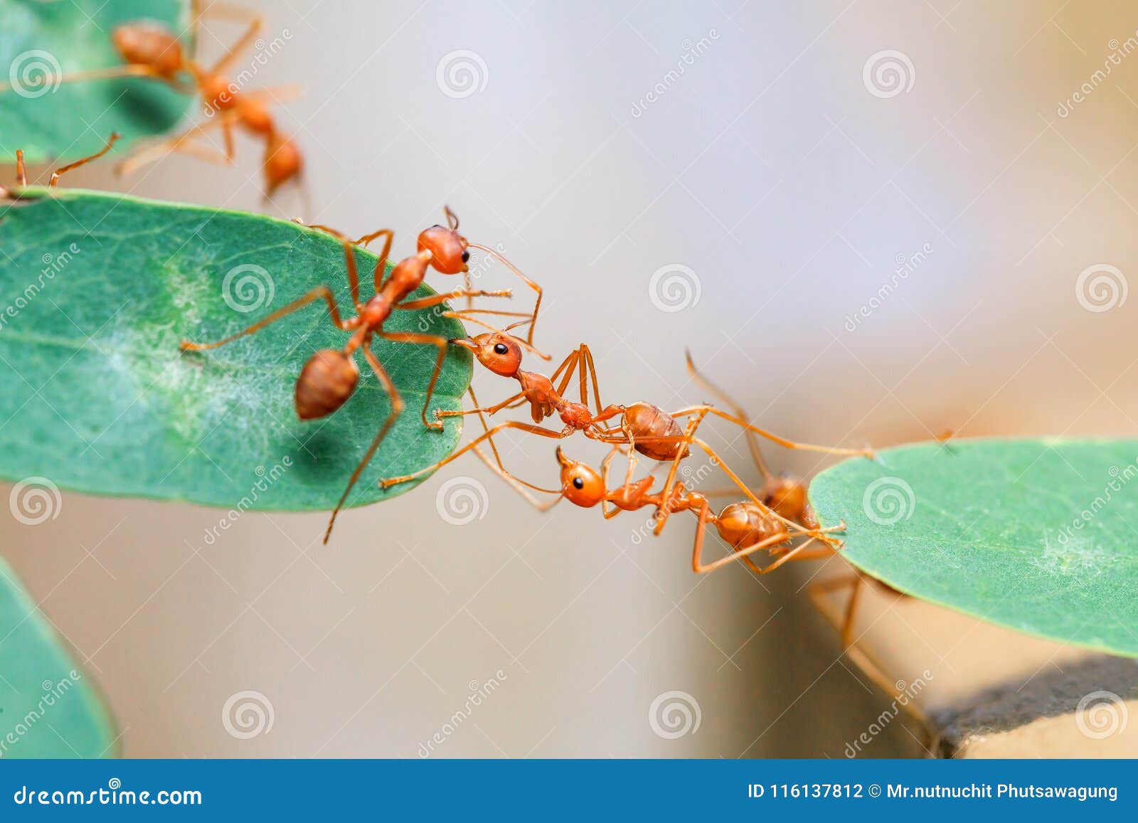 Teamwork Ant Bridge Unity.selective Focus. Stock Photo - Image of ...
