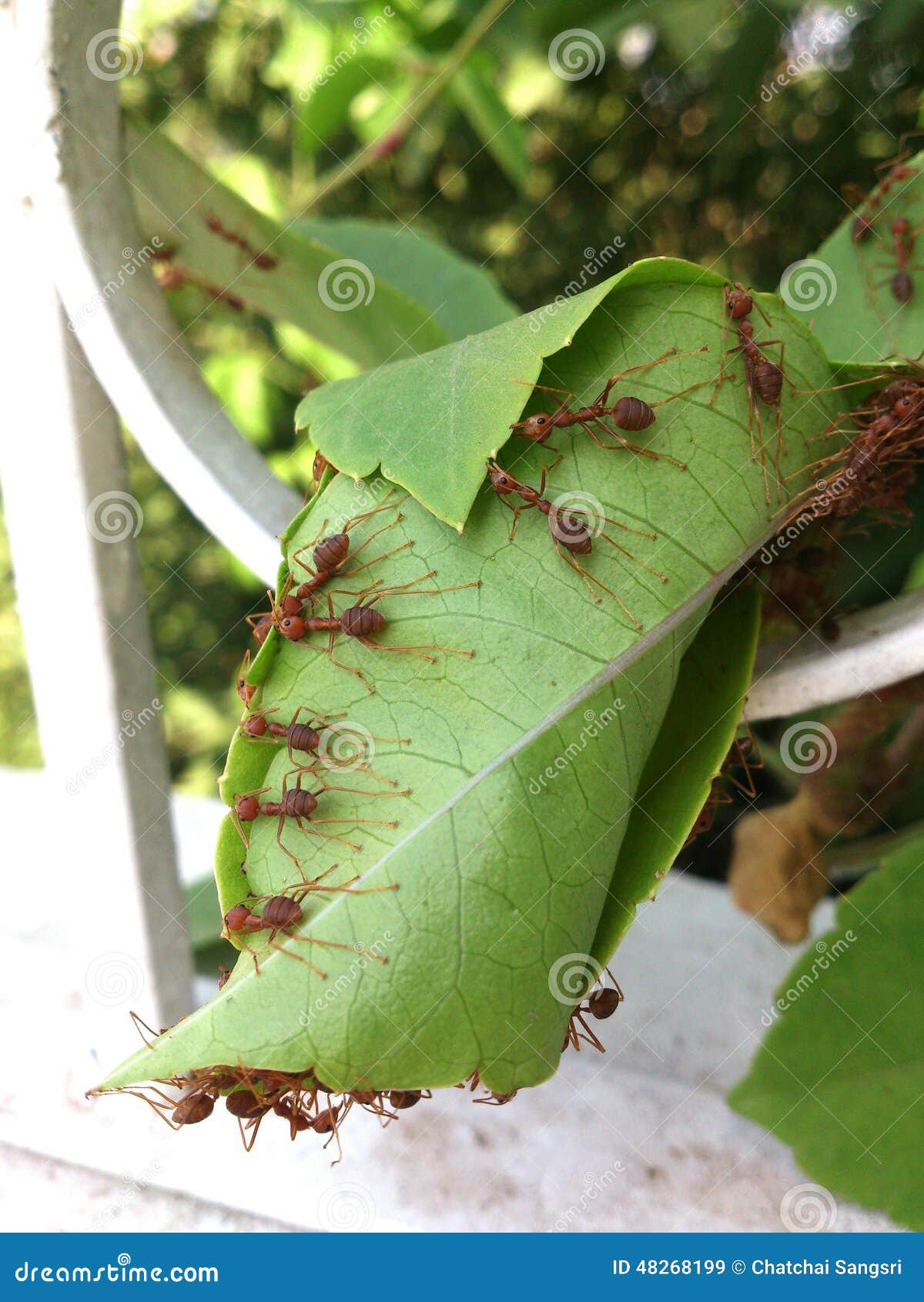 Teamwork Of Ants Royalty-Free Stock Photography | CartoonDealer.com ...