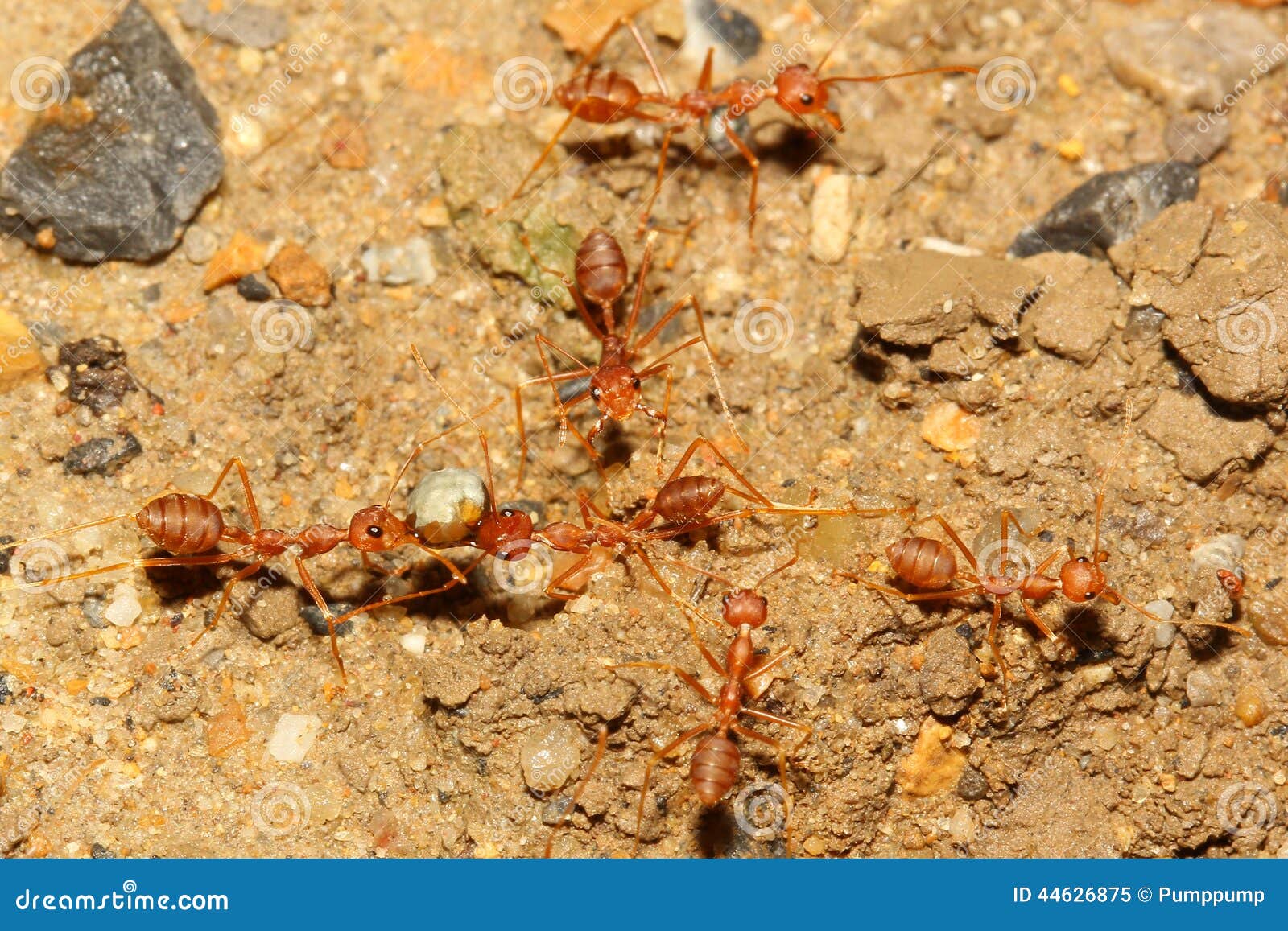 Teamwork ant stock image. Image of working, efficiency - 44626875