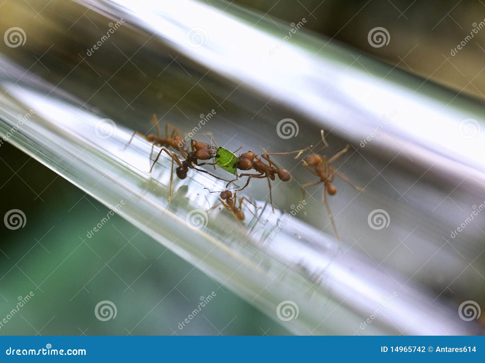 Teamwork Ants stock photo. Image of strategy, work, forest - 14965742