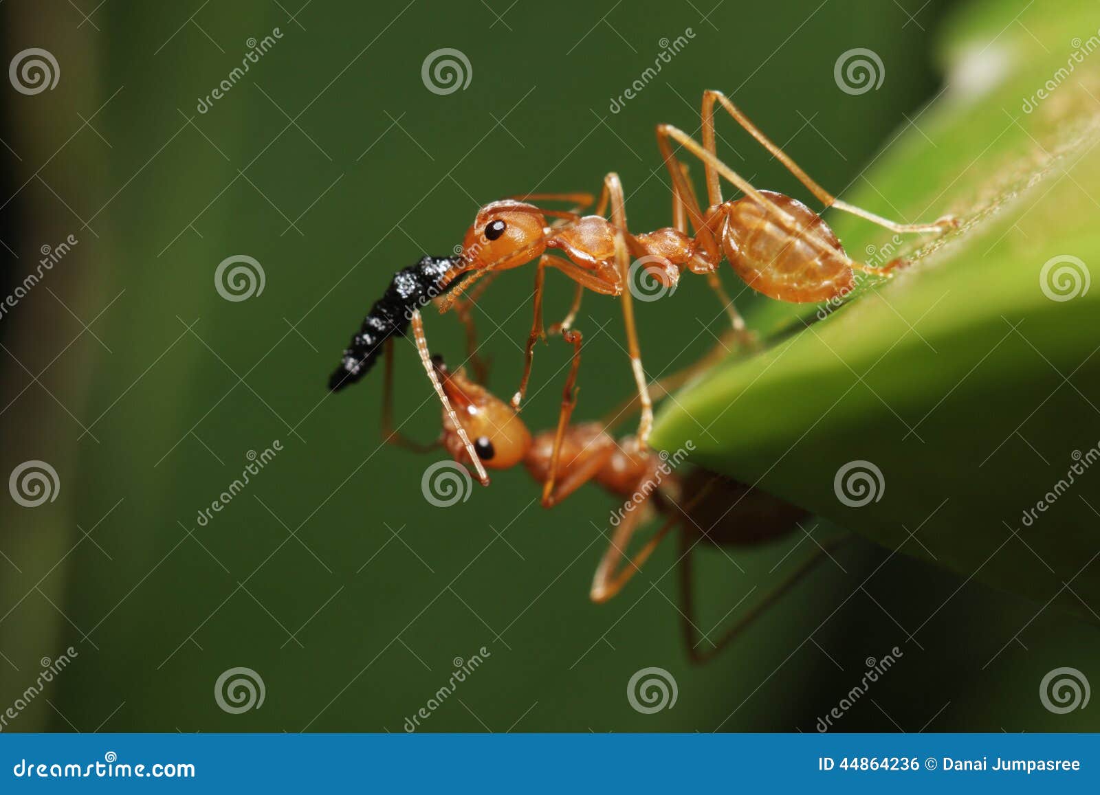 Teamwork of ants stock photo. Image of insect, germicide - 44864236