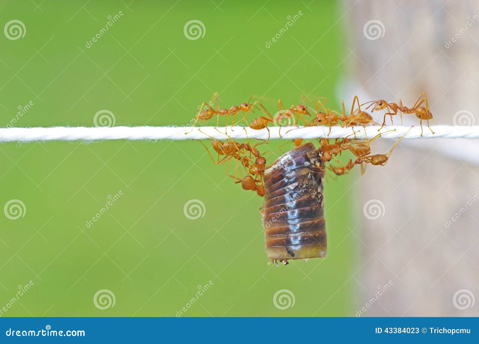 Teamwork of ants stock image. Image of unity, chiangmai - 43384023