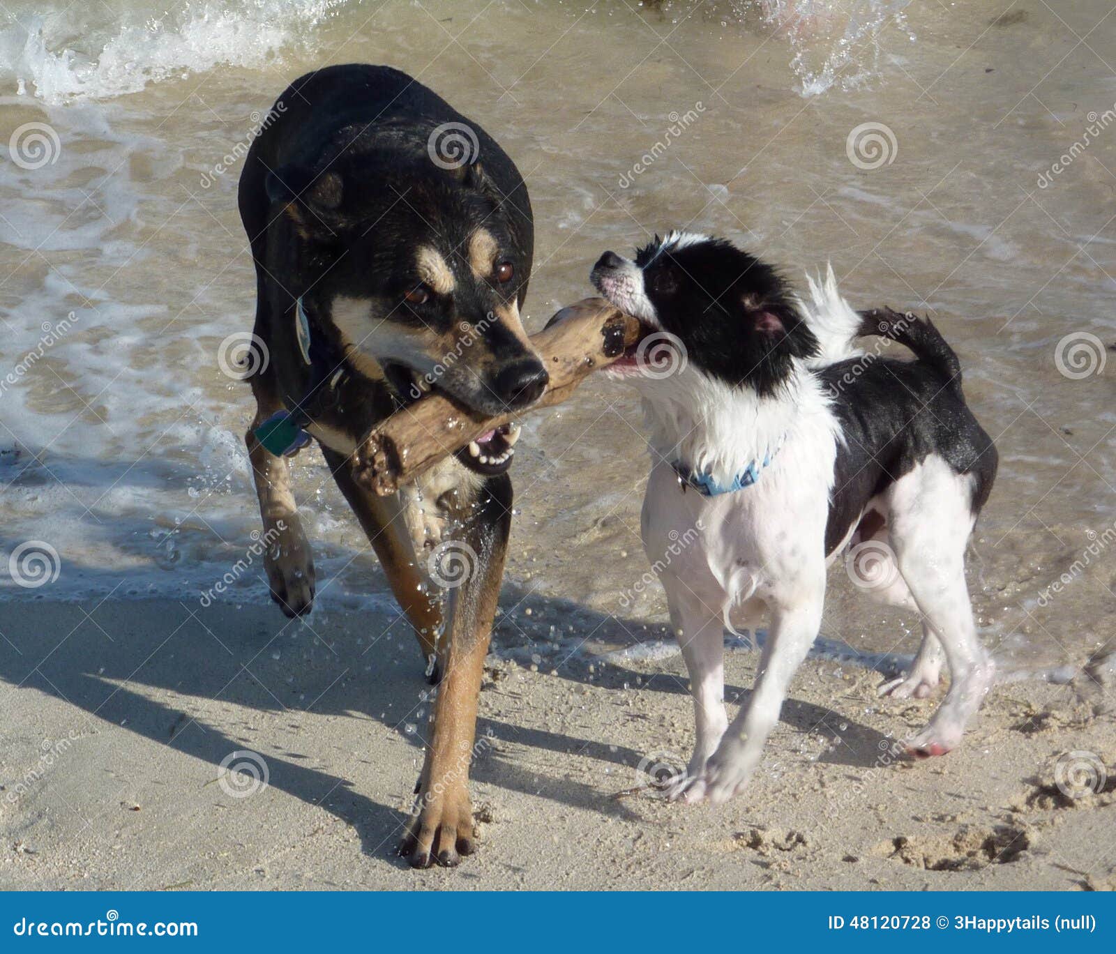 Teamwork at beach stock photo. Image of rescue, help - 48120728