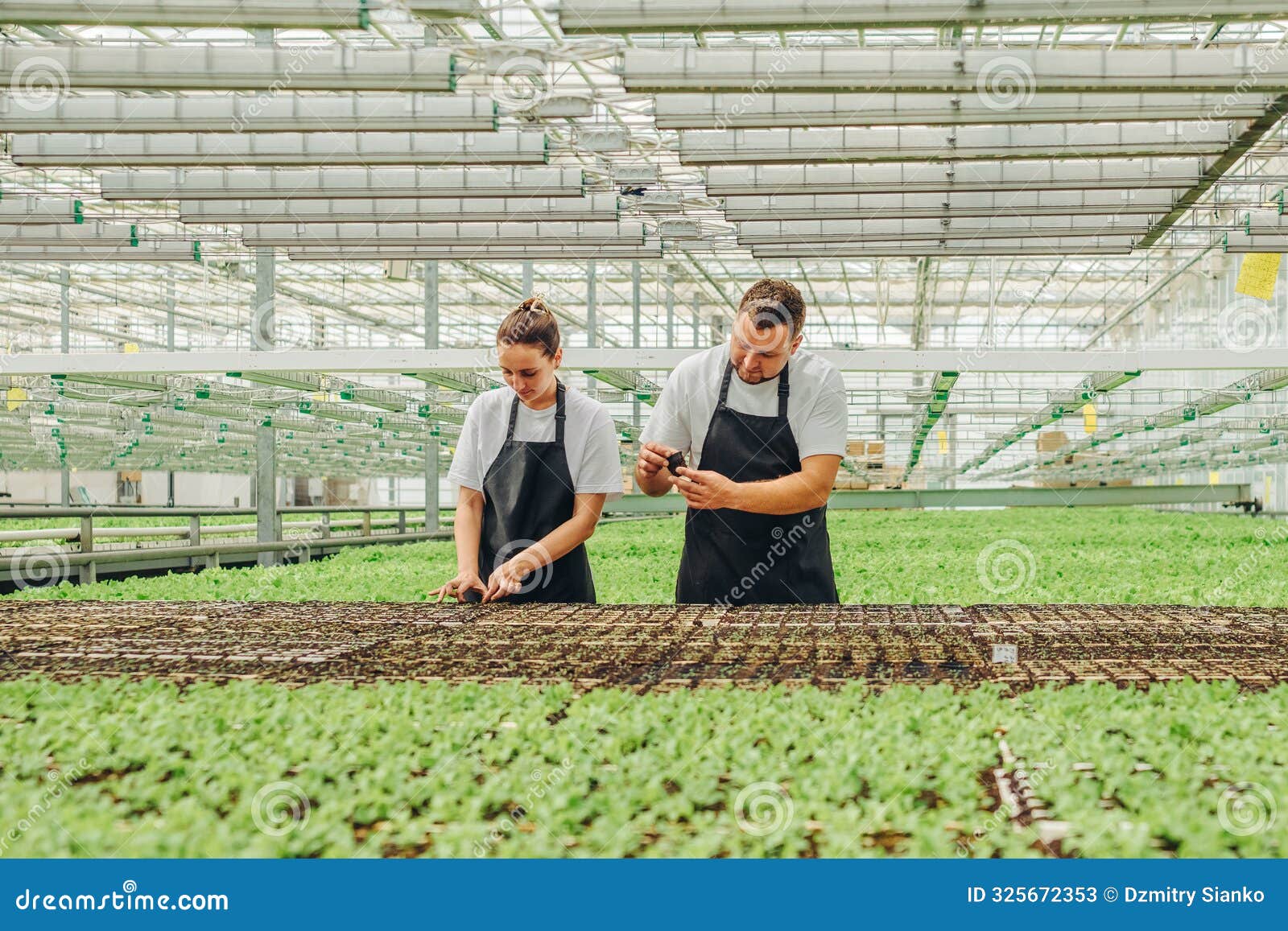 Teamwork of Botany Experts on an Ecological Farm. Farm Staff at Nursery ...