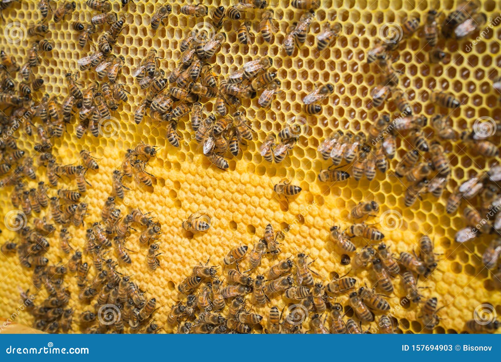 Teamwork Concept: Honey Cell with Bees Stock Image - Image of honeybee ...