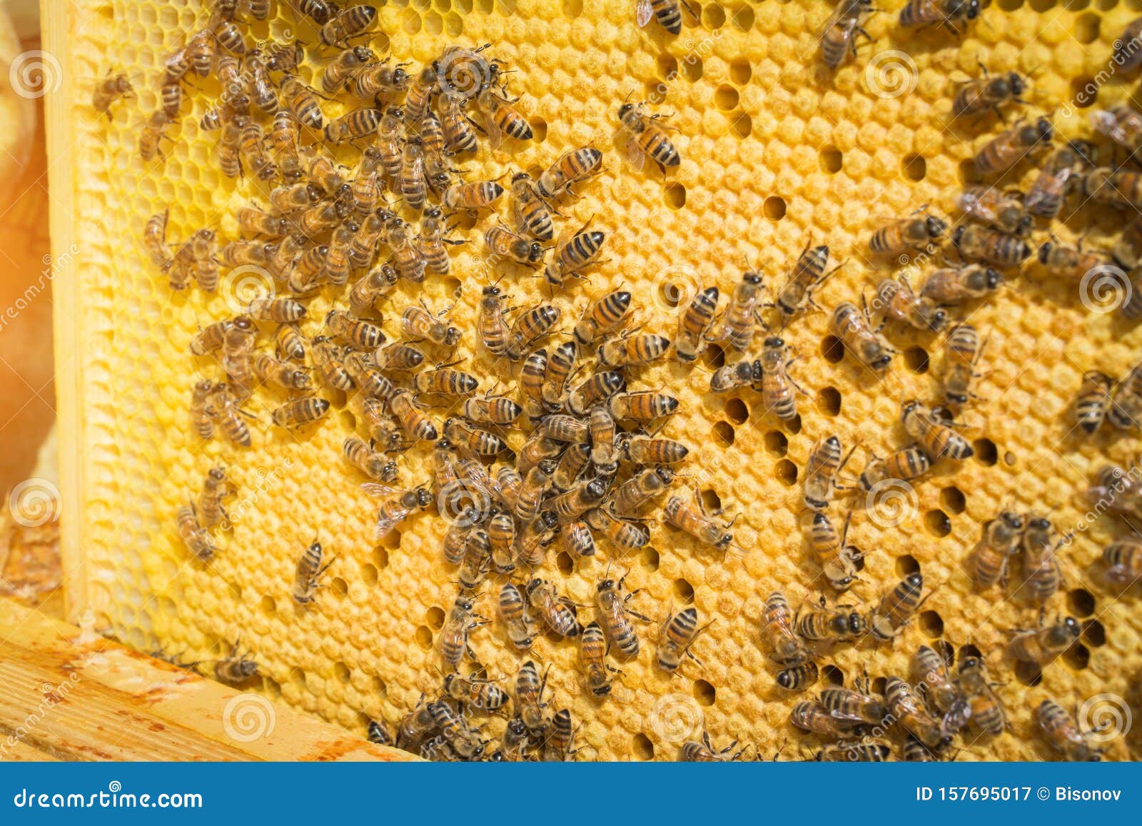 Teamwork Of Bees Bridge A Gap Of Two Bee Swarm Parts. Stock Image ...