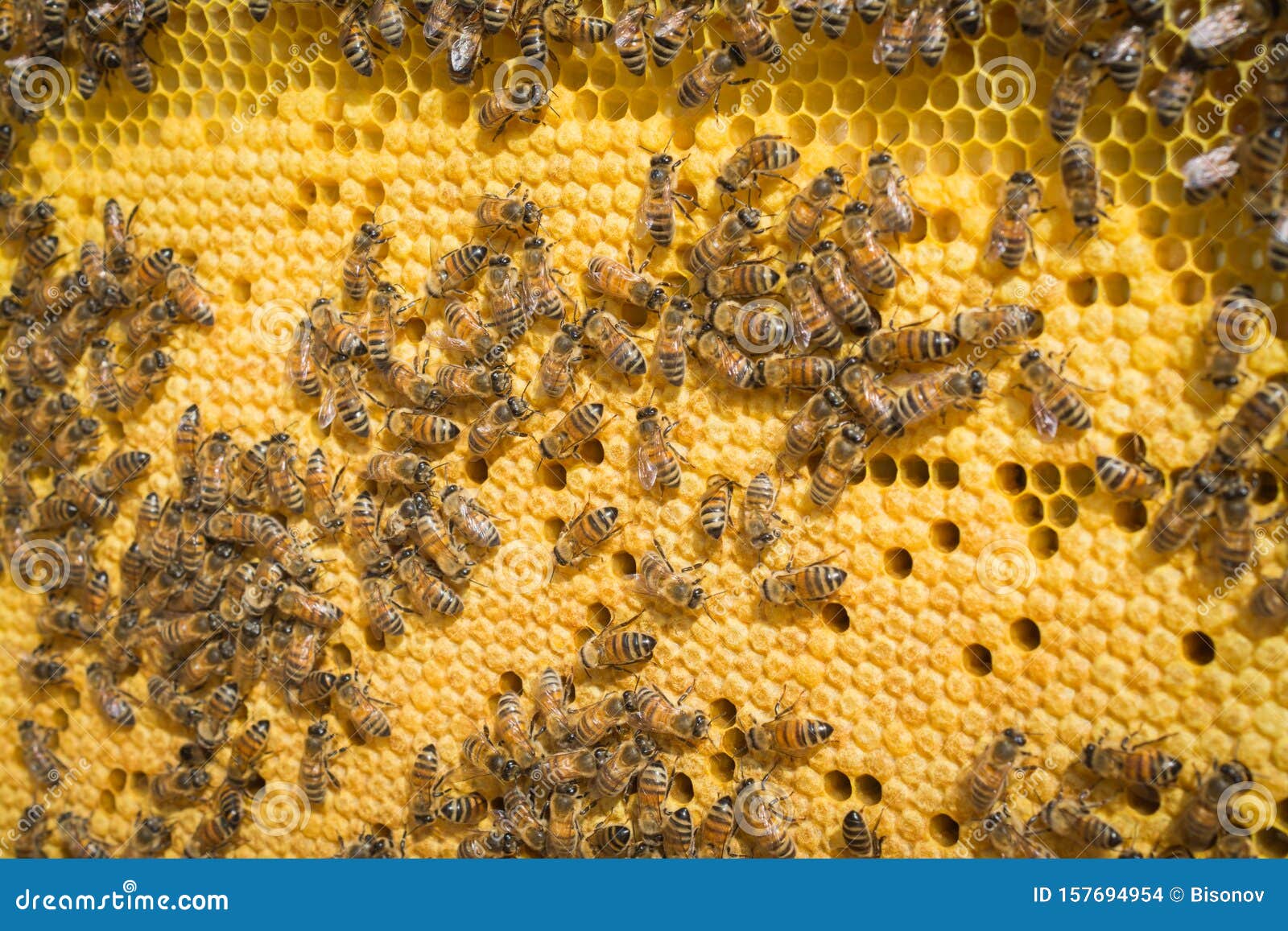 Teamwork Concept: Honey Cell with Bees Stock Photo - Image of honeybee ...
