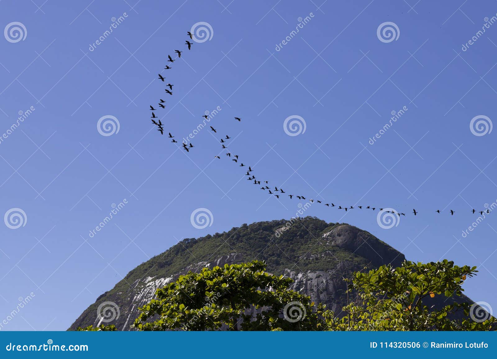 Teamwork of flying birds stock photo. Image of aves - 114320506