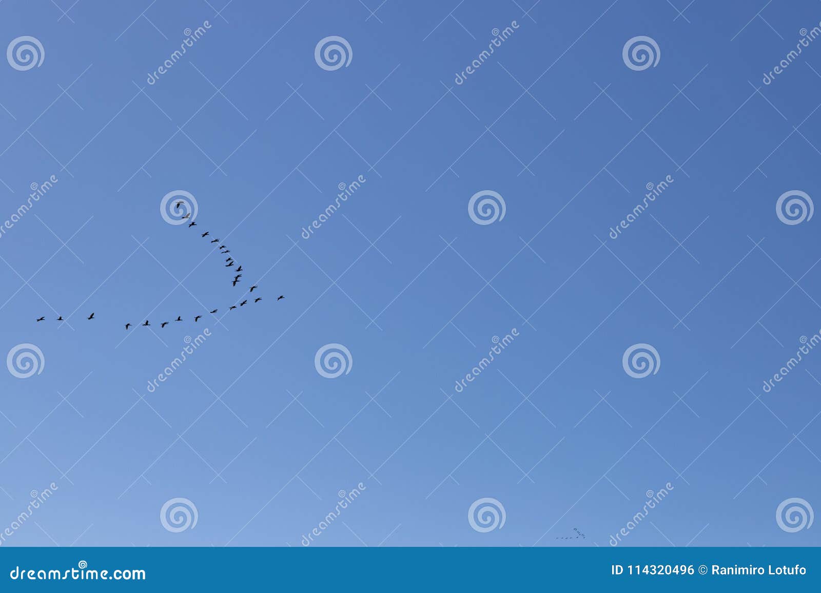 Teamwork of flying birds stock photo. Image of freedom - 114320496