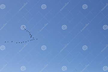 Teamwork of flying birds stock photo. Image of freedom - 114320496