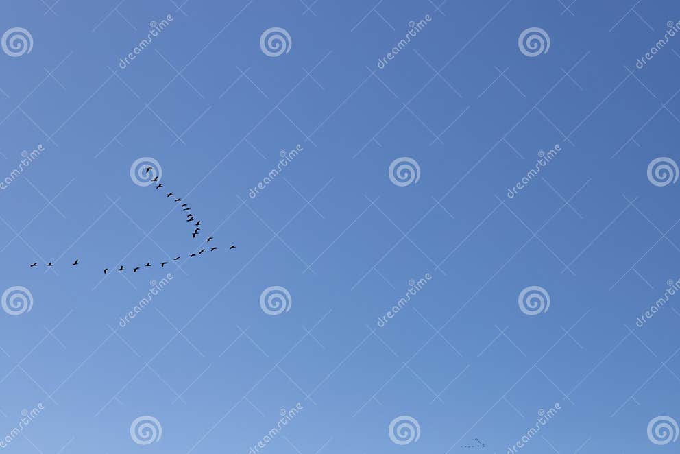Teamwork of flying birds stock photo. Image of freedom - 114320496