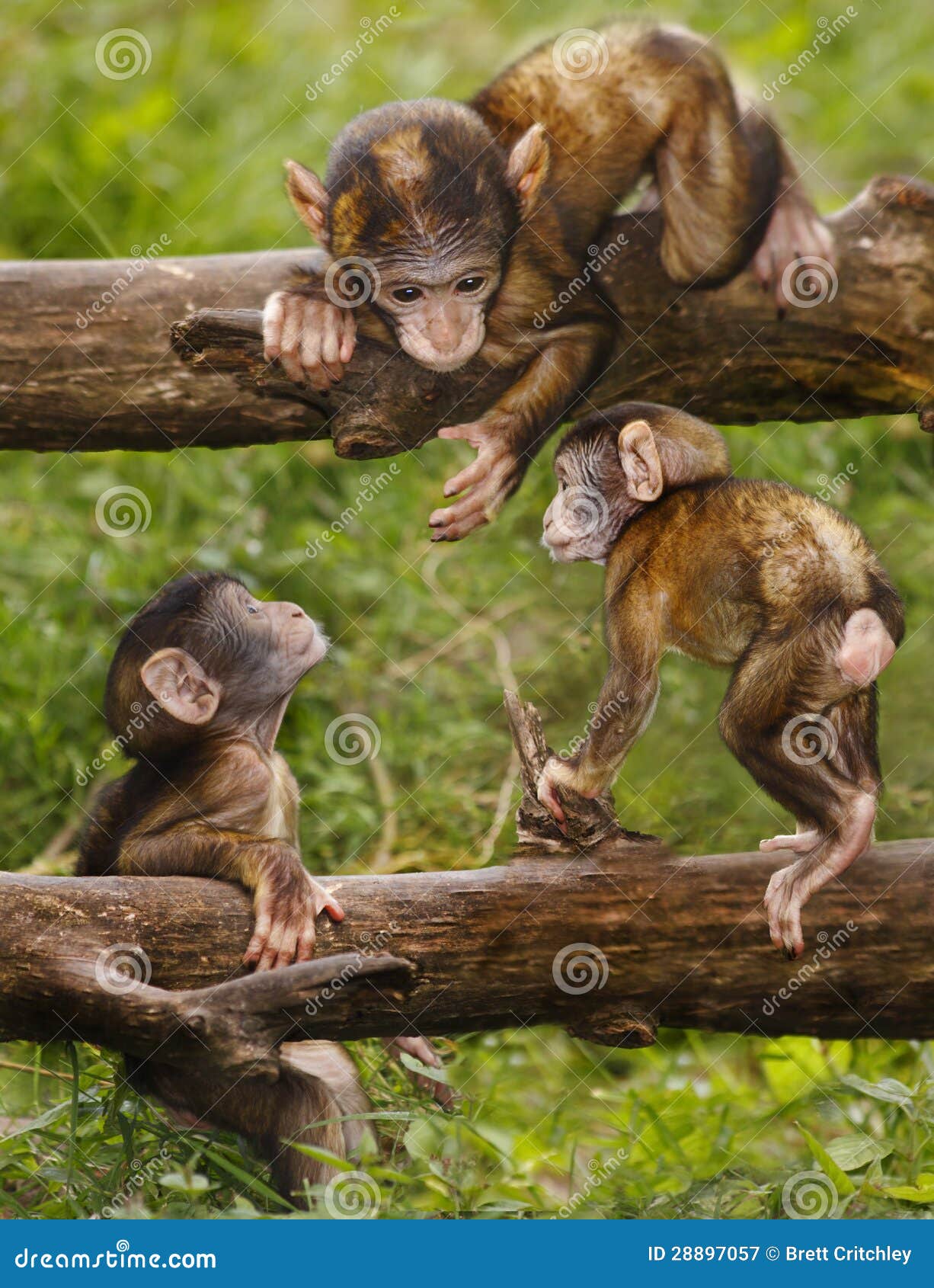 Teamwork helping hand stock image. Image of animal, team - 28897057