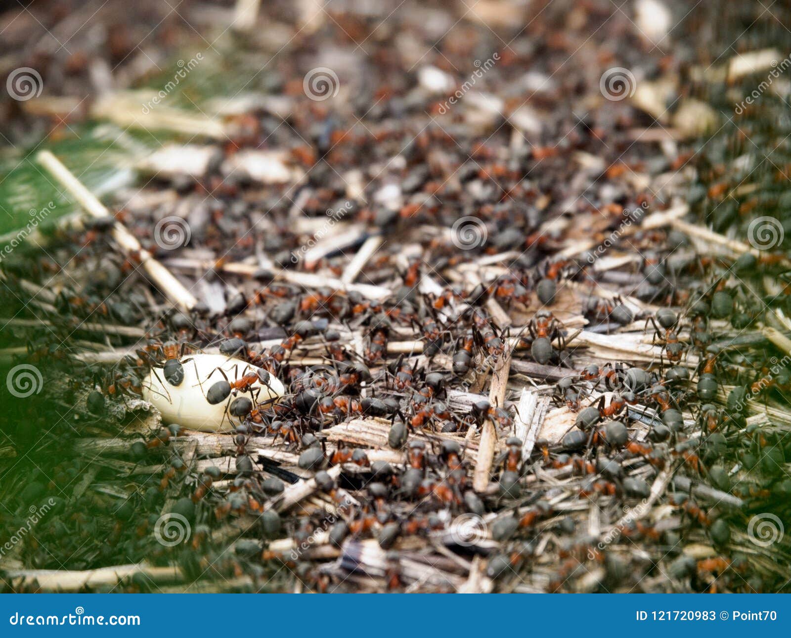 Teamwork is the Key To Success. Stock Image - Image of lure, collective ...