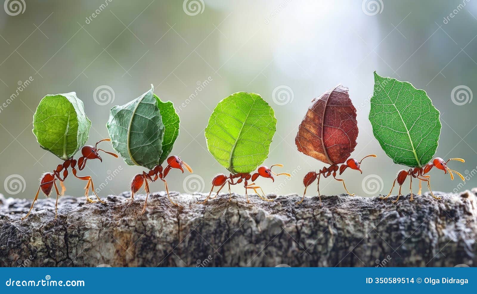 Teamwork of Leafcutter Ants in Nature: Unity and Cooperation Stock ...