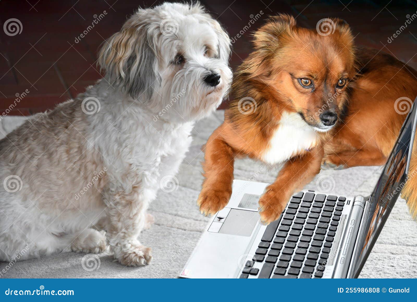 Teamwork Skills, Two Dogs Surfing in Internet Stock Photo - Image of ...