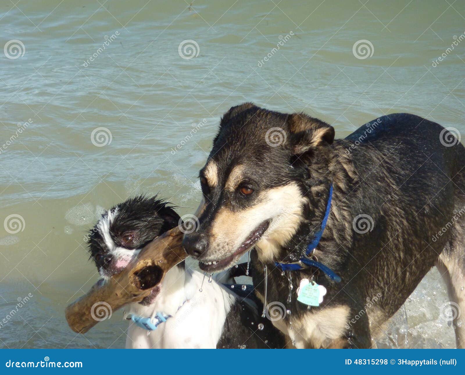 Teamwork stock photo. Image of carry, dogs, together - 48315298