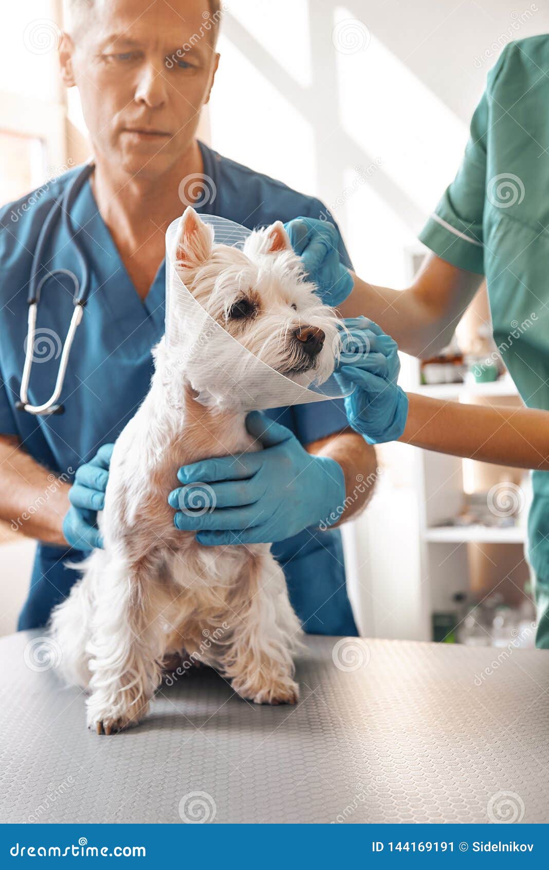 Teamwork. Two Vets in Work Uniform Putting on a Protective Plastic ...