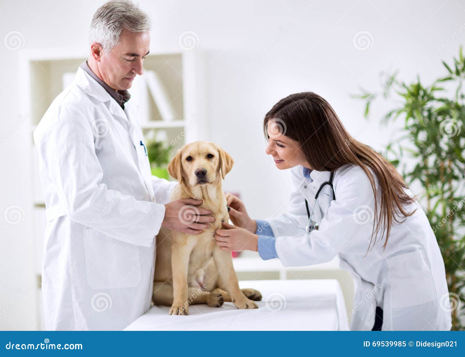 2,481 Teamwork Vet Stock Photos - Free & Royalty-Free Stock Photos from ...