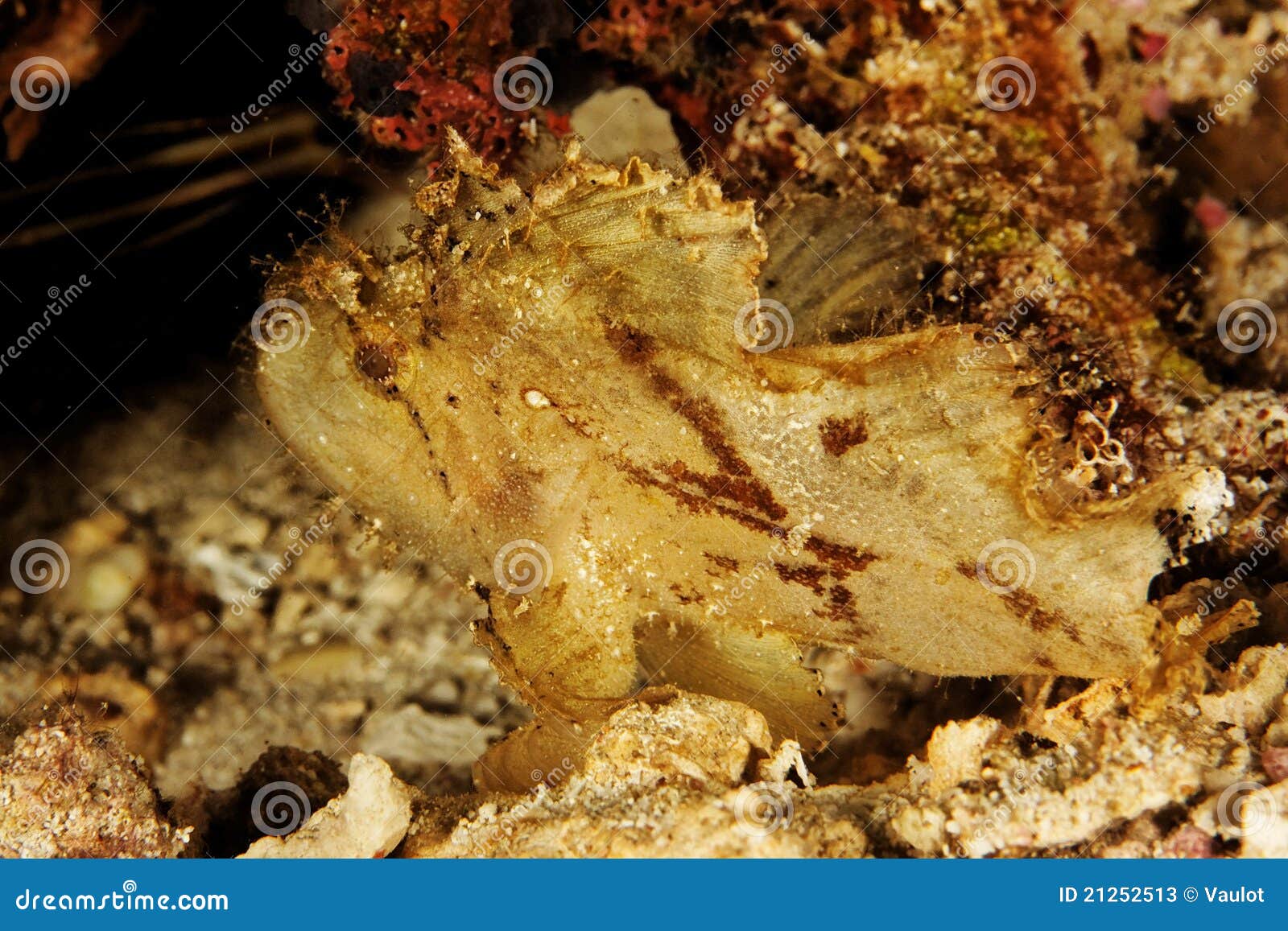 Red Leaf Scorpion Fish Sitting On Coral Reef In Watamu Marine Park ...