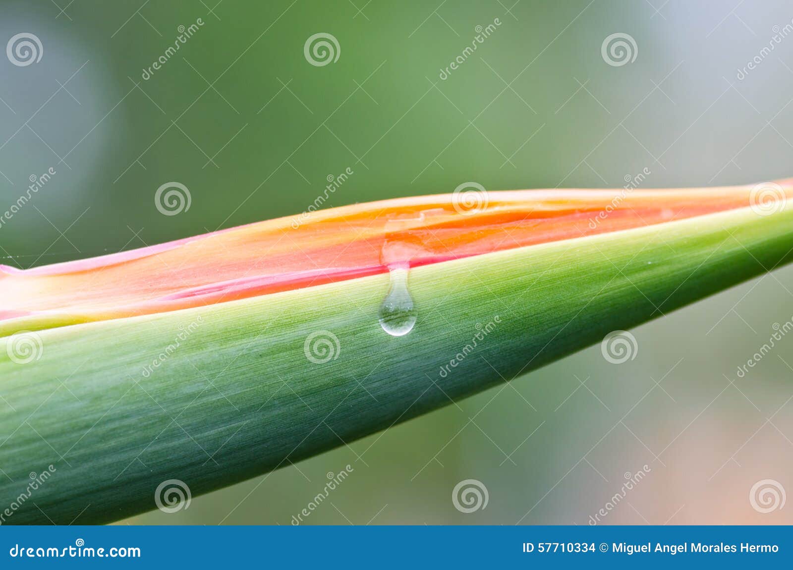 Tear stock photo. Image of leaf, environment, tear, summer - 57710334