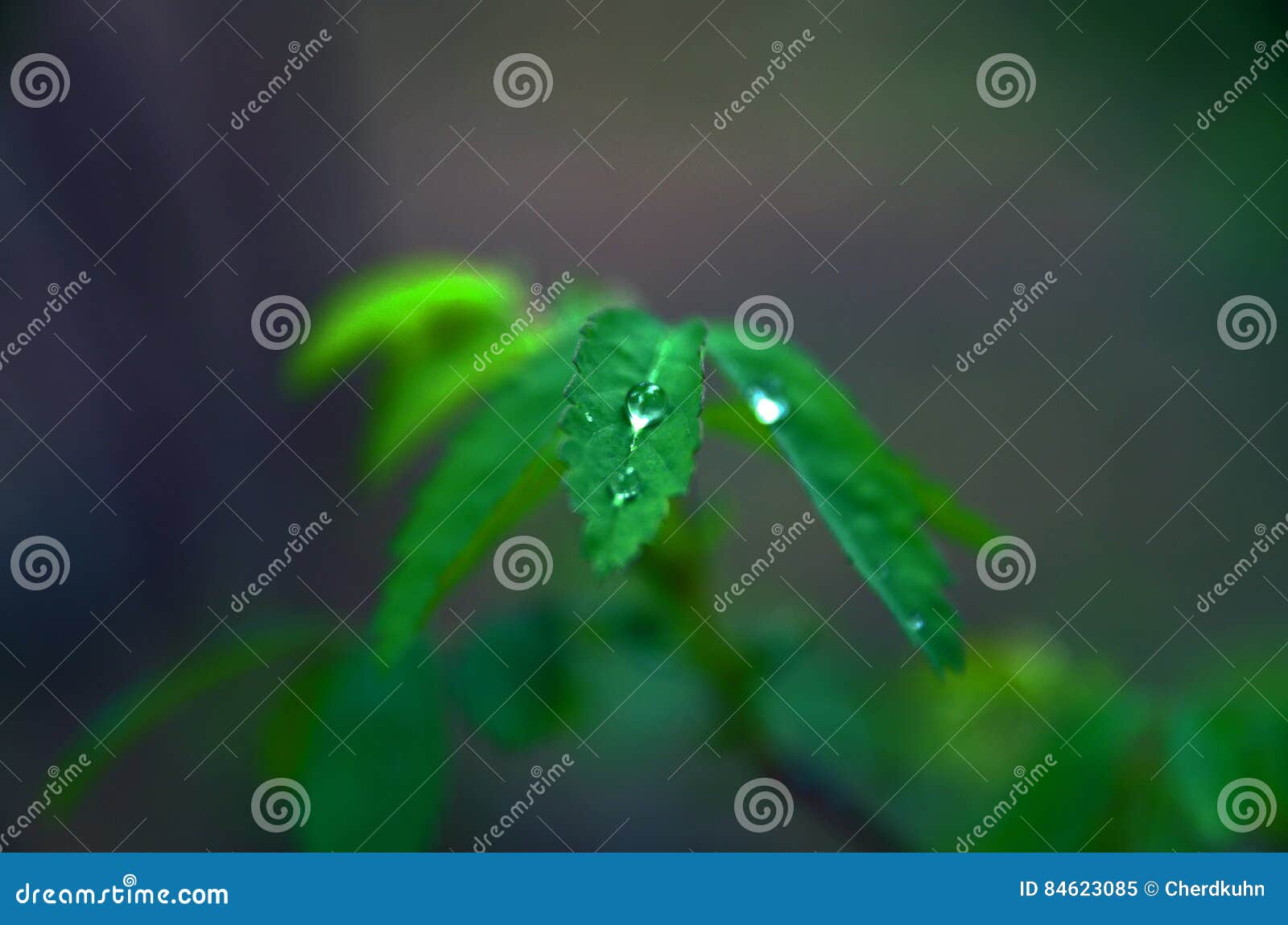 Tear drops stock image. Image of sitting, leaves, lightly - 84623085