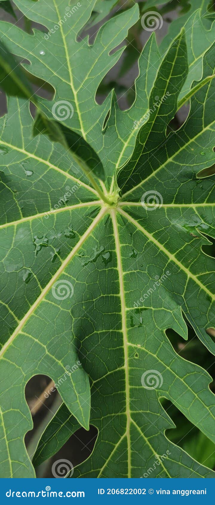 Tear drops on leaf stock photo. Image of deciduous, tree - 206822002