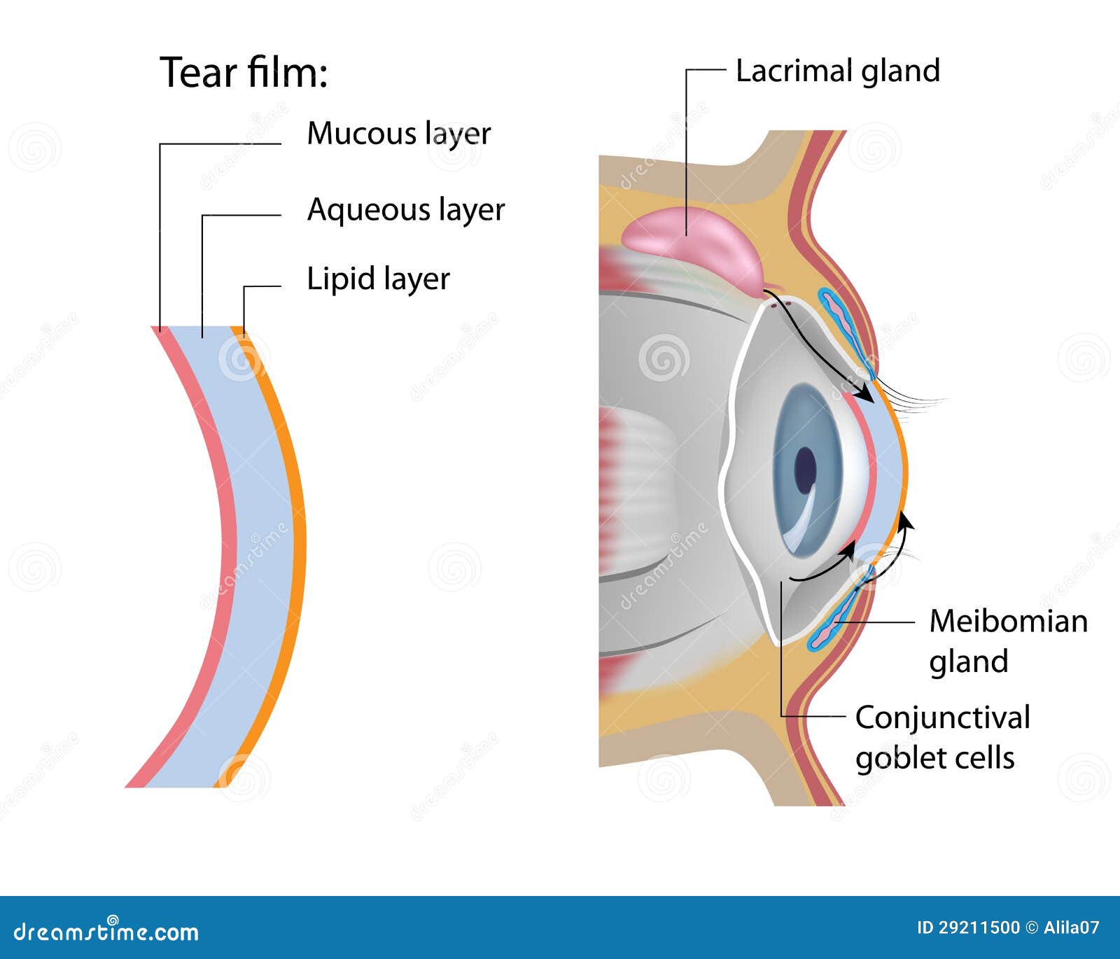 Tear film formation stock vector. Illustration of care - 29211500