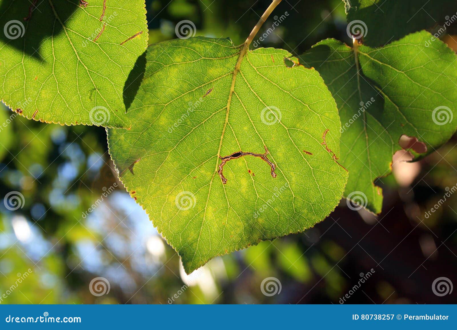TEAR in LEAF stock image. Image of pointed, petioles - 80738257