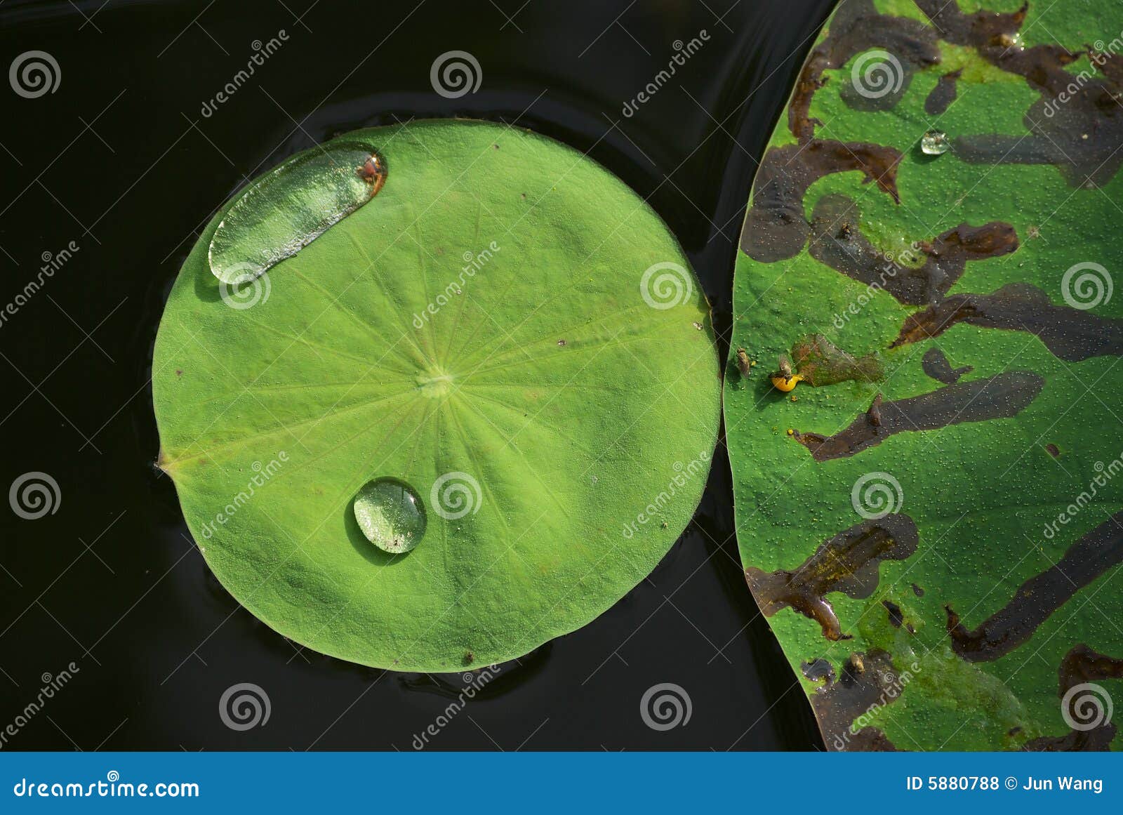 The tear of the lutos leaf stock photo. Image of fresh - 5880788