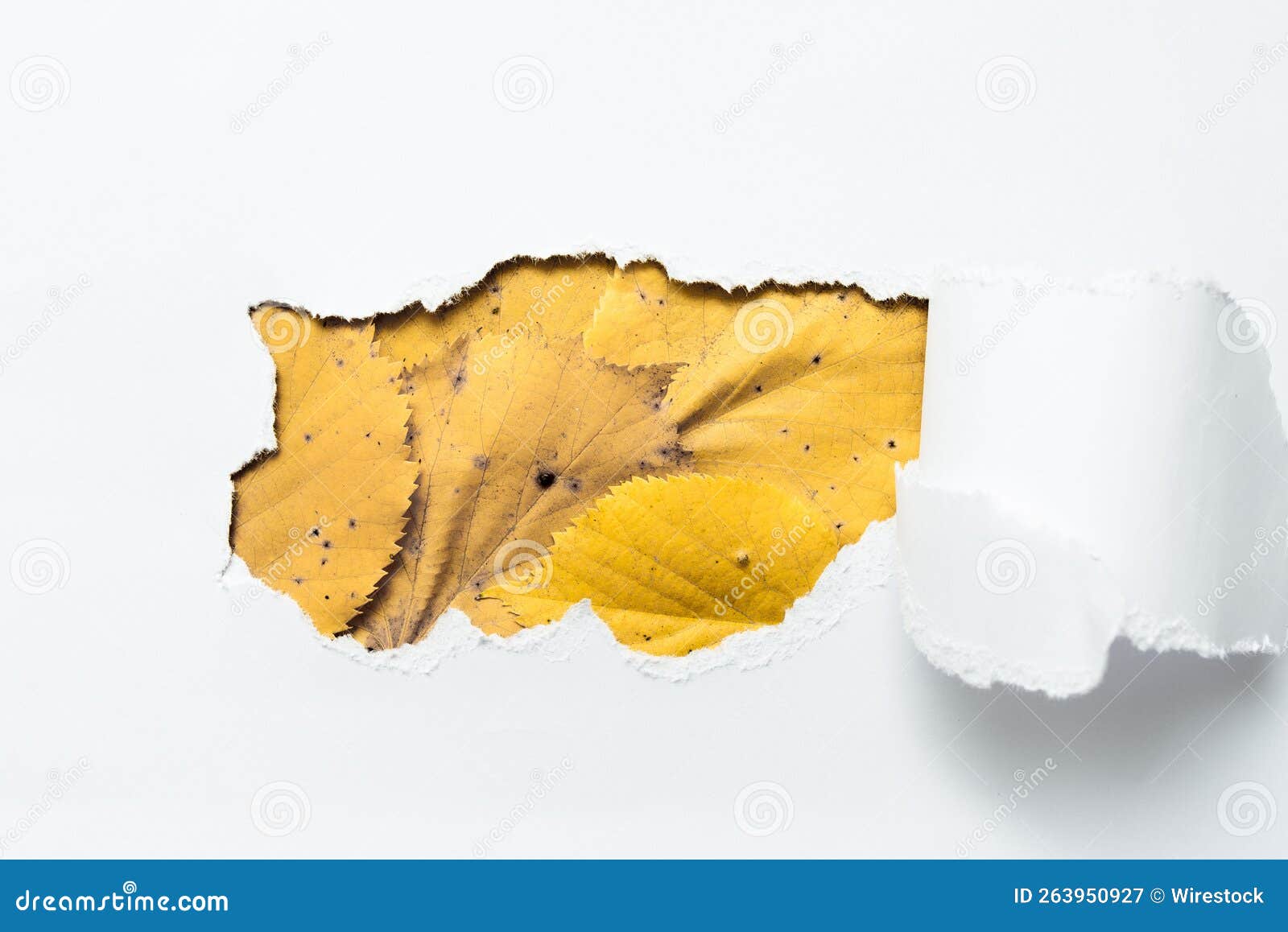 Tear on Sheet Reveals Background Behind the Front Side Stock Image ...