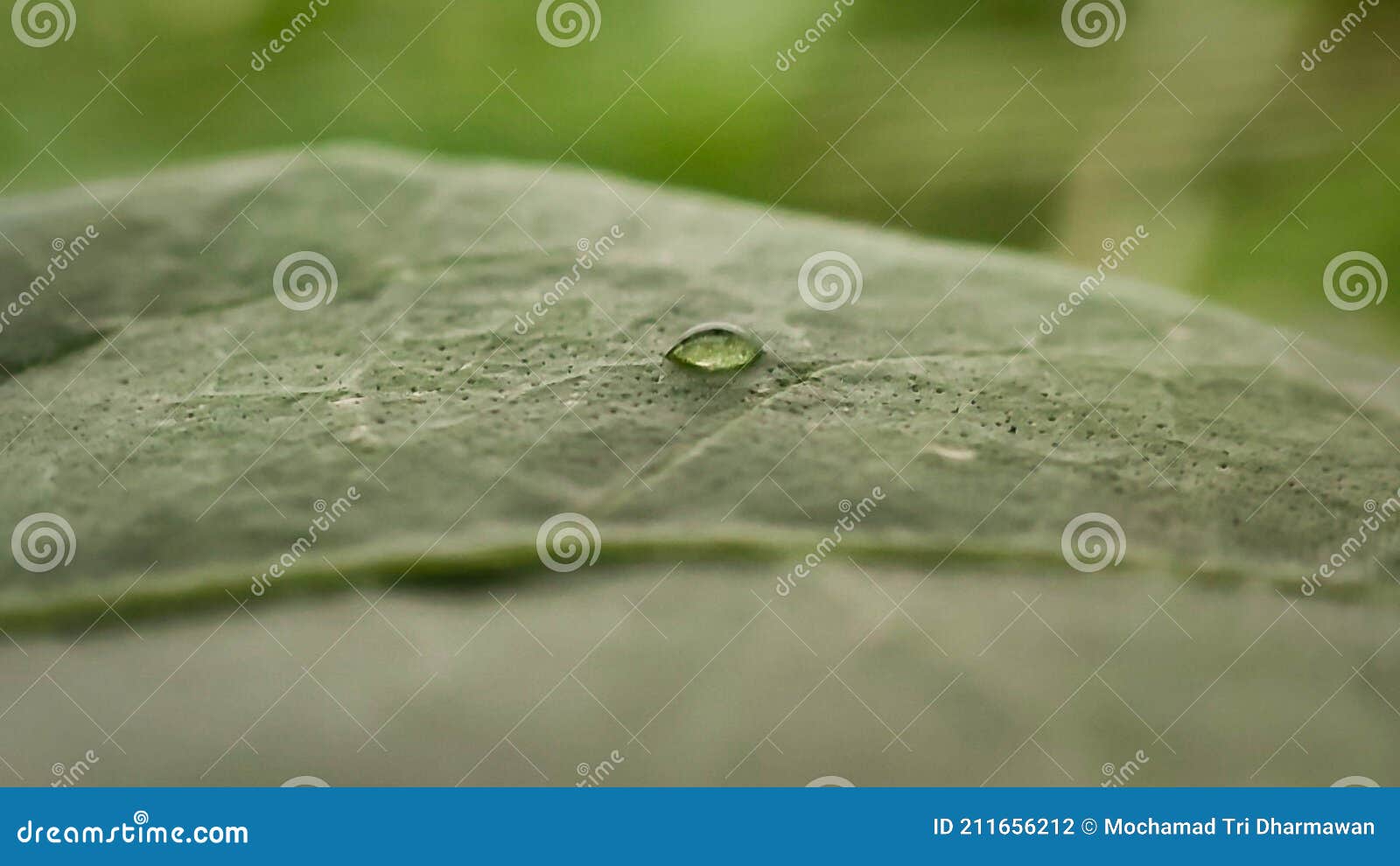 Teardrop on a green leaf stock photo. Image of invertebrate - 211656212
