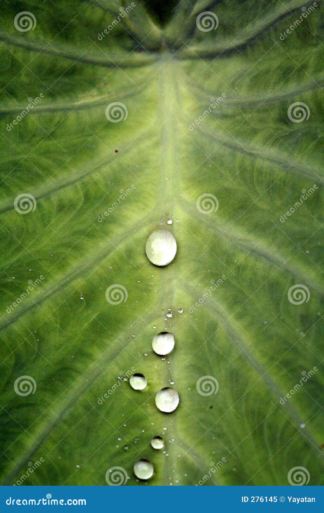 Teardrops on a Leaf stock image. Image of peace, leaves - 276145