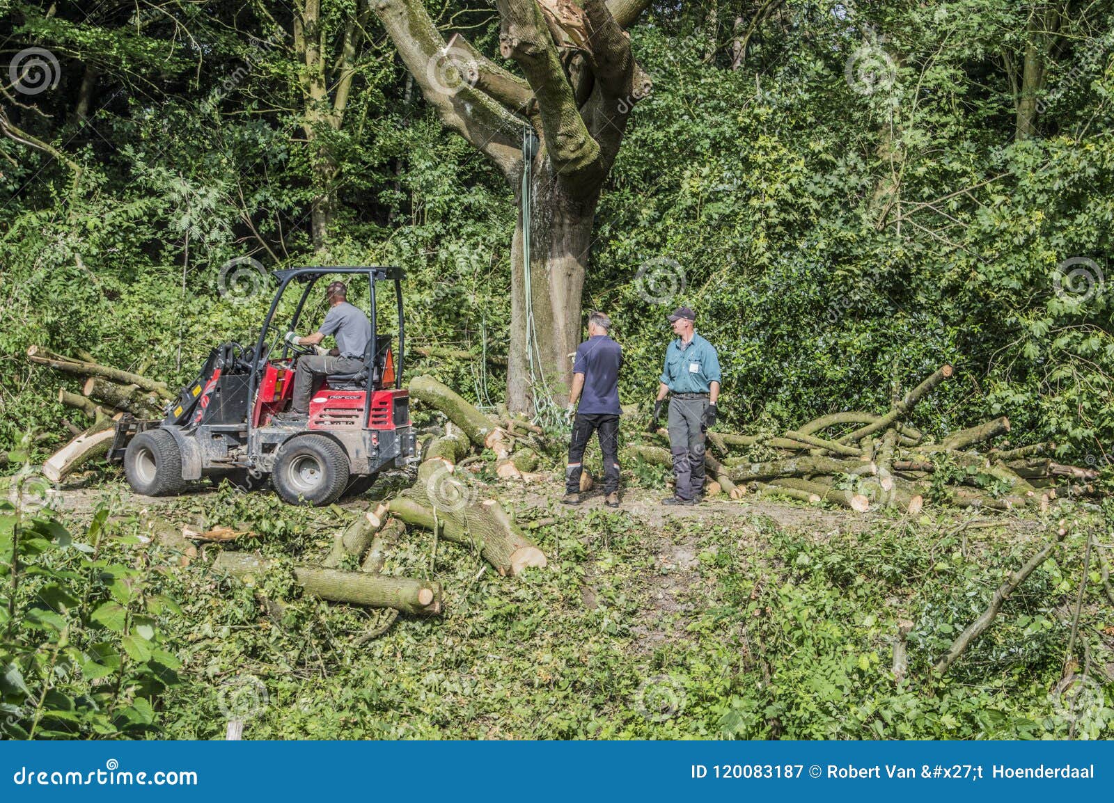 Tearing Down a Tree editorial photography. Image of removal - 120083187