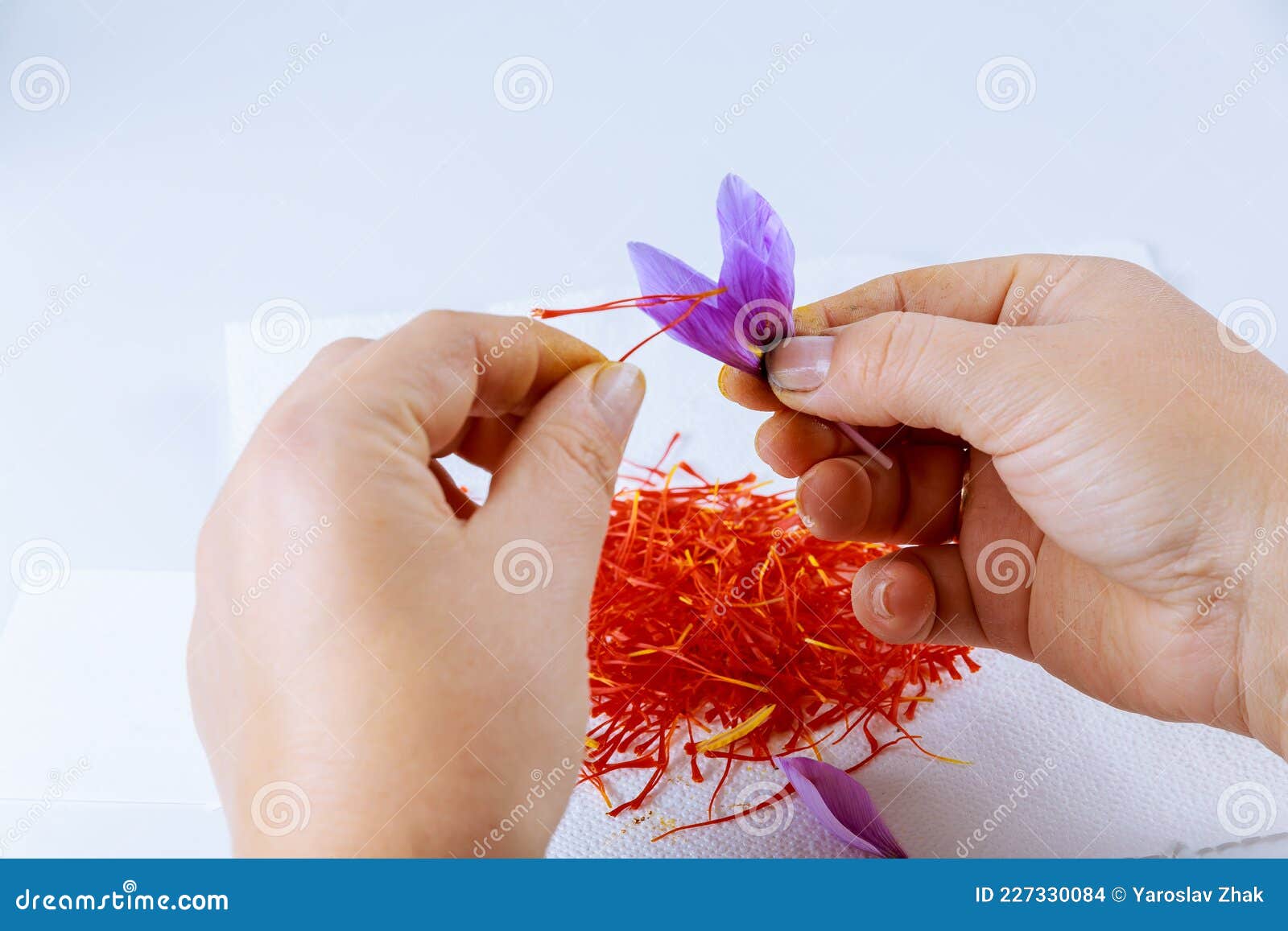 Peeling Saffron Stamens from a Crocus on a White Background Stock Photo ...