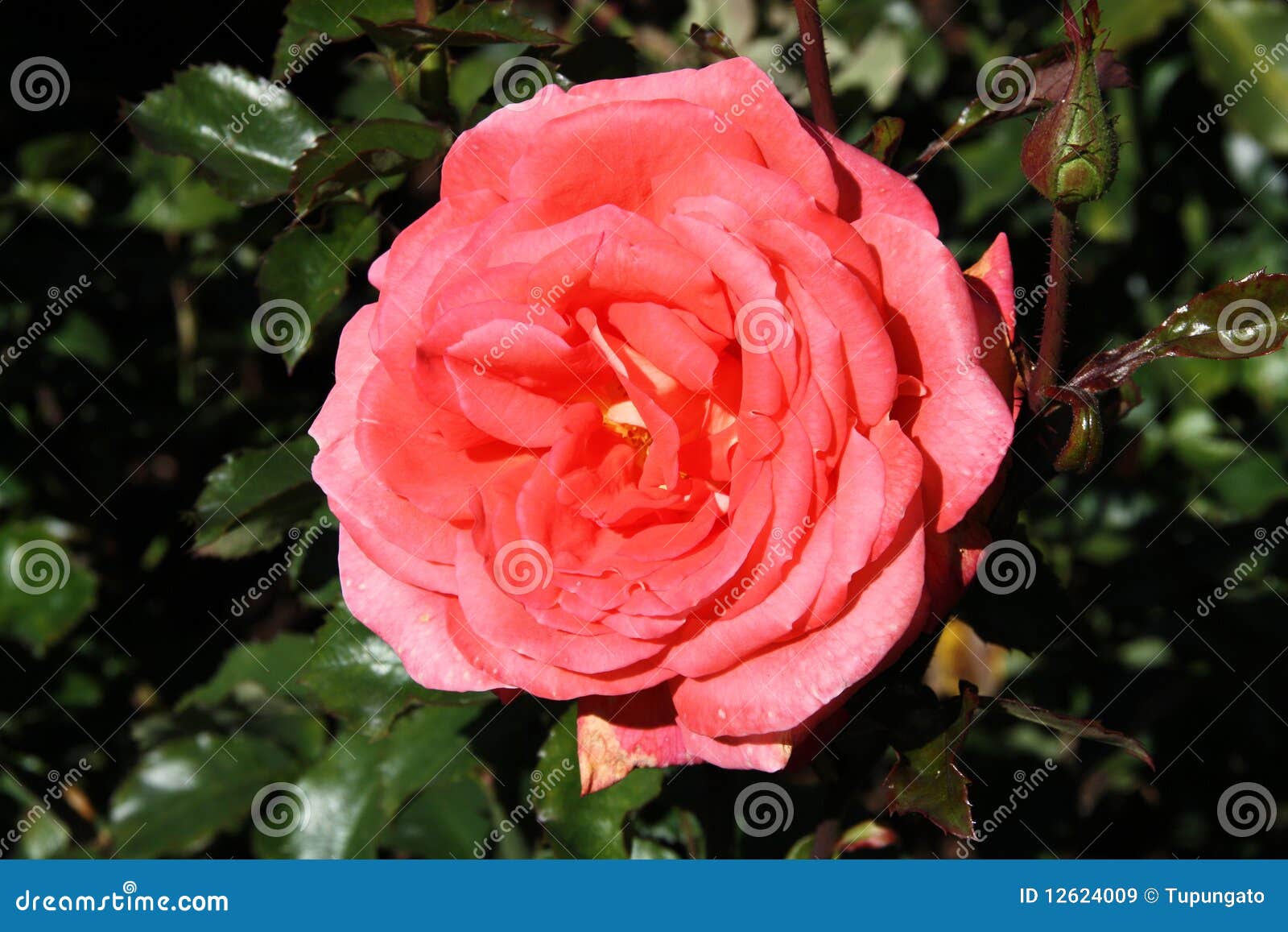 Tearose hybrid cultivar stock image. Image of flora, cultivar - 12624009