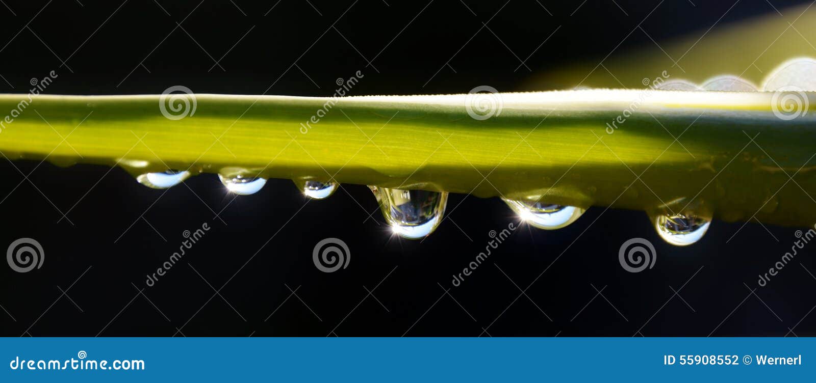 Tears stock photo. Image of tears, plant, sunshine, reflection - 55908552