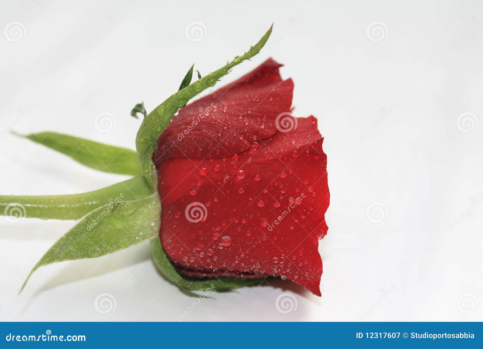 Tears on a rose stock image. Image of garden, petal, bright - 12317607