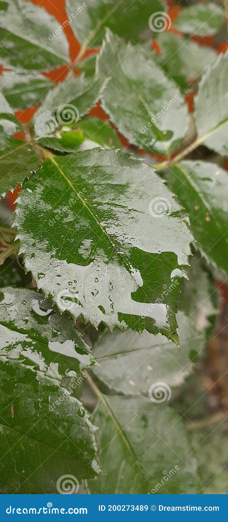 Tears on a rose leaf stock image. Image of flower, rose - 200273489
