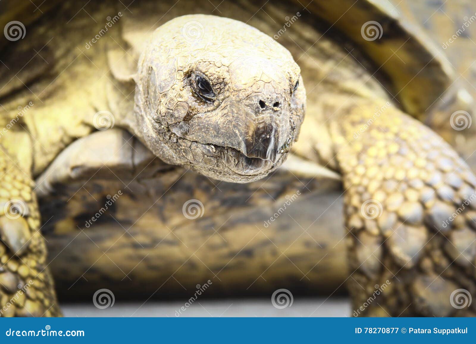 Tears of the Tortoise stock image. Image of nature, tortoise - 78270877