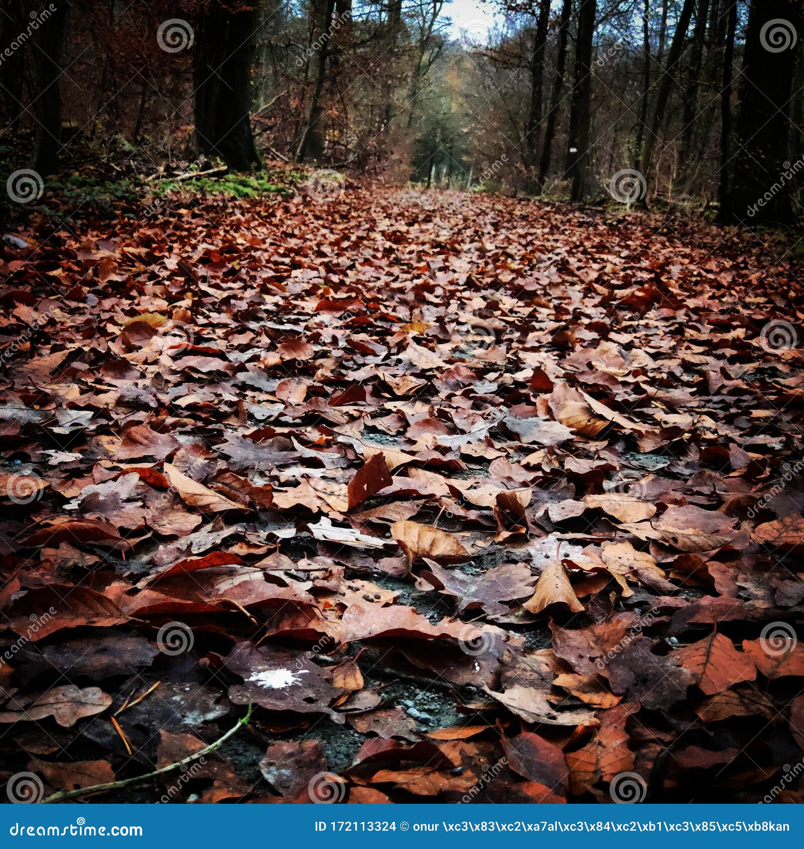 Tears of trees stock photo. Image of leaves, autumn - 172113324